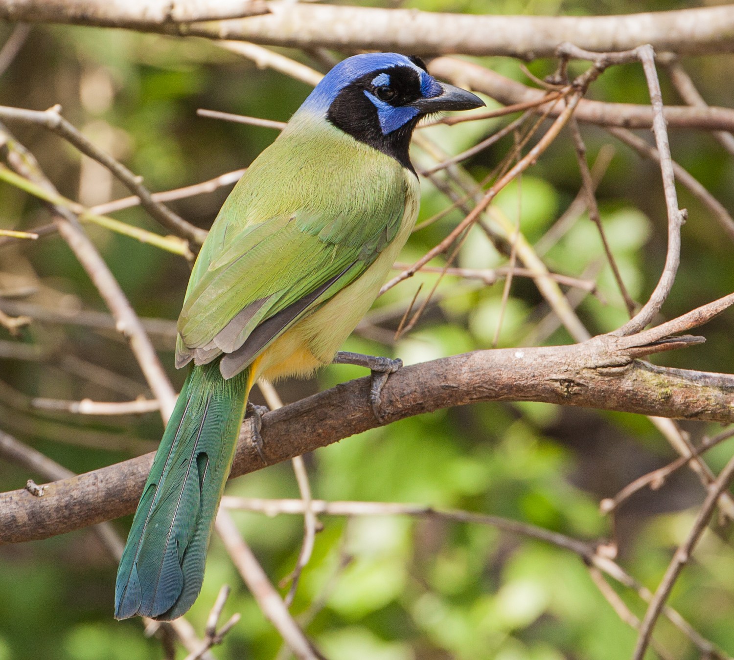 green_jay_texas – Birding for Fun